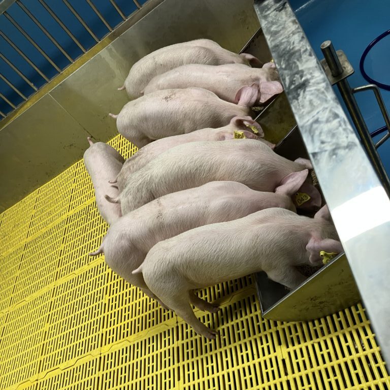 Veterinary Vaccine Development | KAICO Ltd.